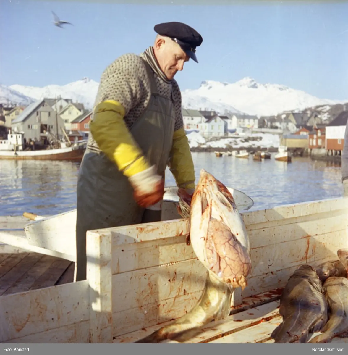 Sløying av fisk - Nordlandsmuseet / DigitaltMuseum