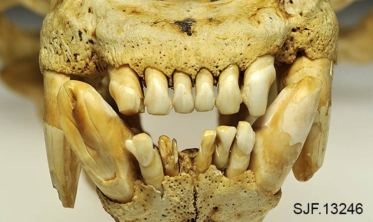 Kranium - Anno Norsk skogmuseum / DigitaltMuseum