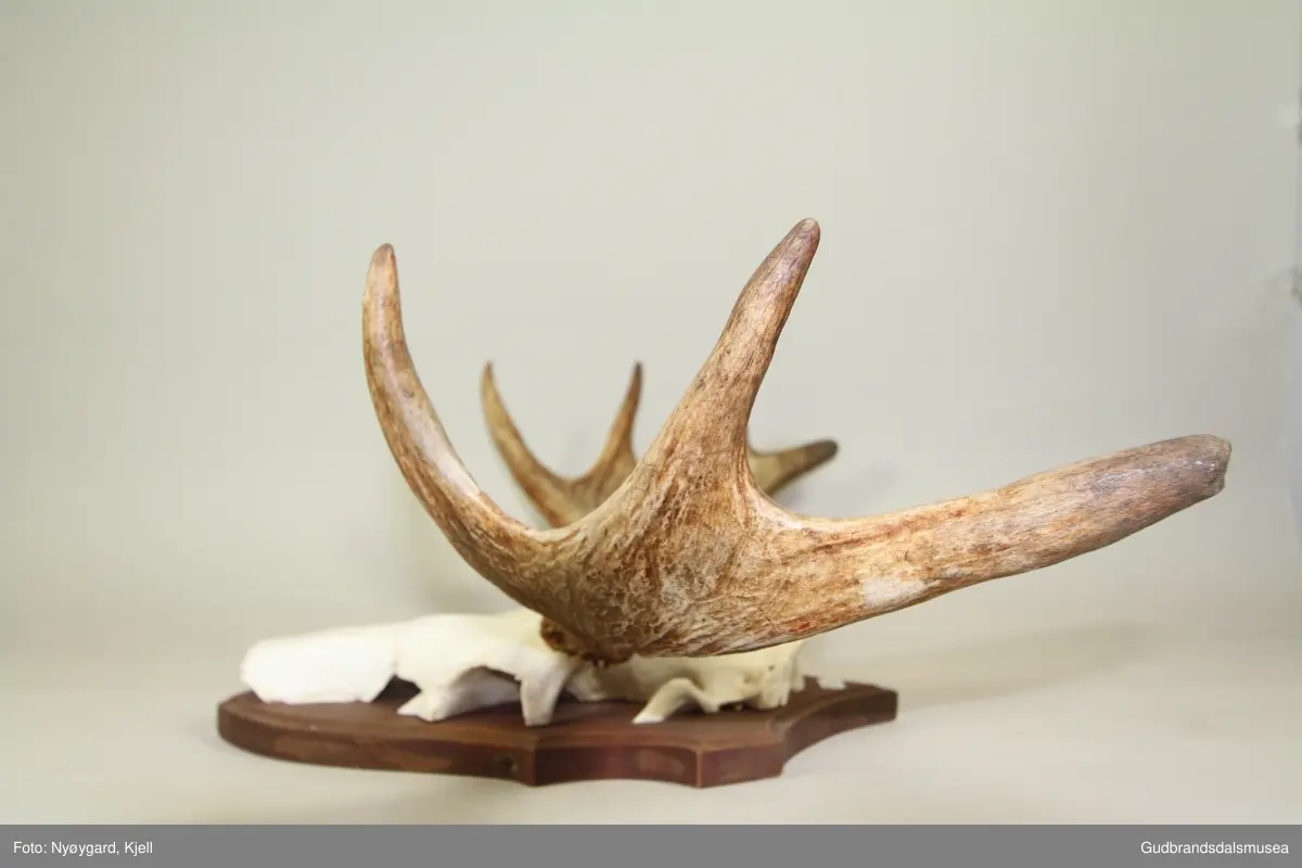 Elggevir - Gudbrandsdalsmusea AS / DigitaltMuseum